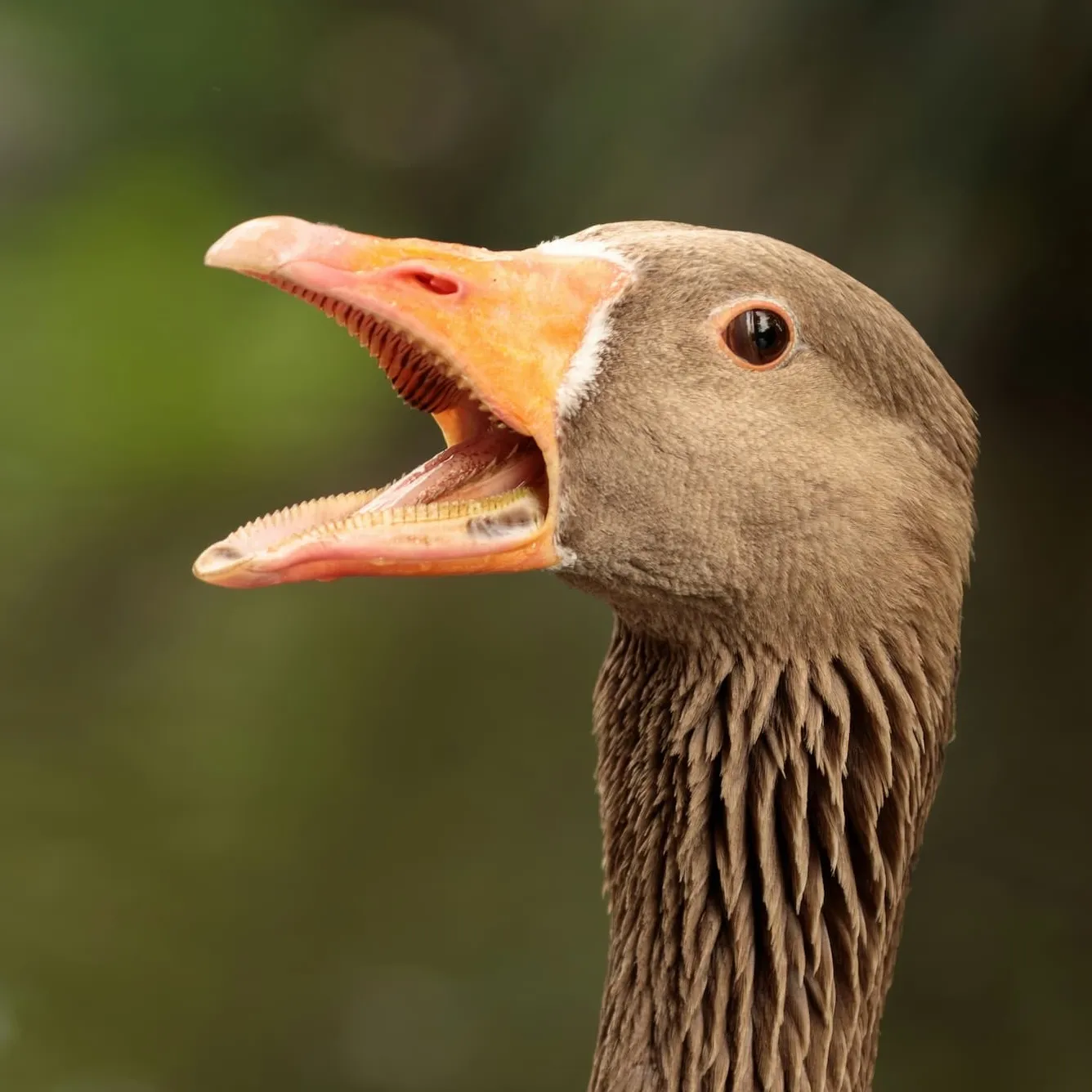 AT Protocol Community